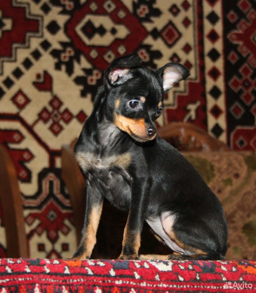 Черно-подпалый мальчик Купидон