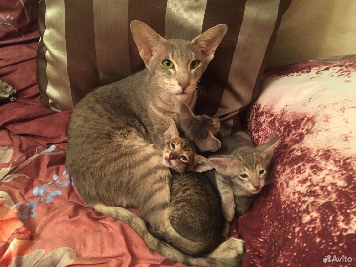 Ори котик Микаэль и кошечка Милана