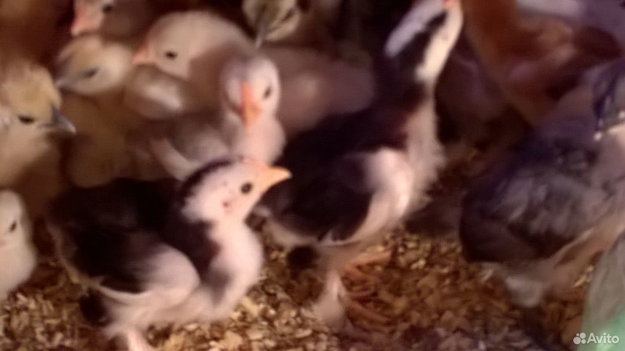 Цыпочки Суточные и старше. Инкубационное яйцо