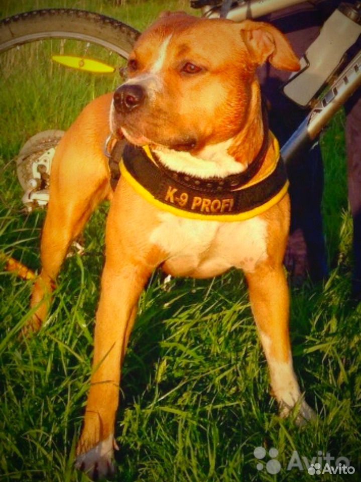 Ам.стаффордширский терьер амстафф стаф вязка случк