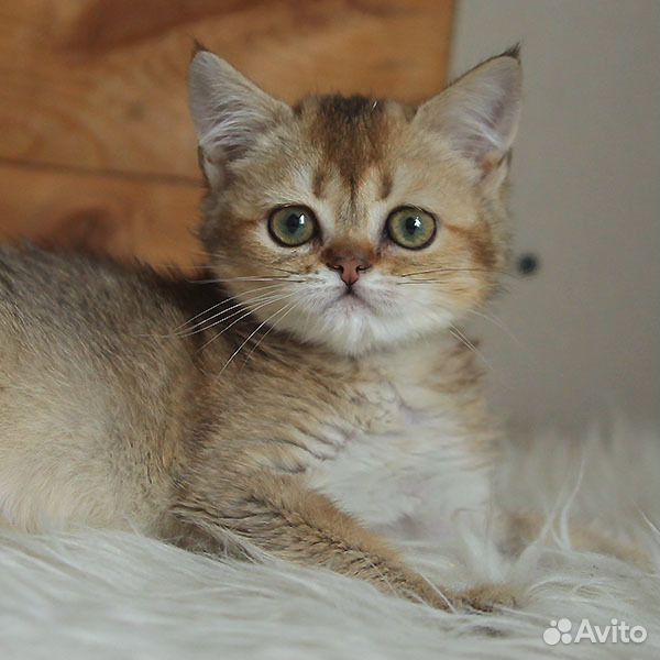 Золотая шиншилла Маруся