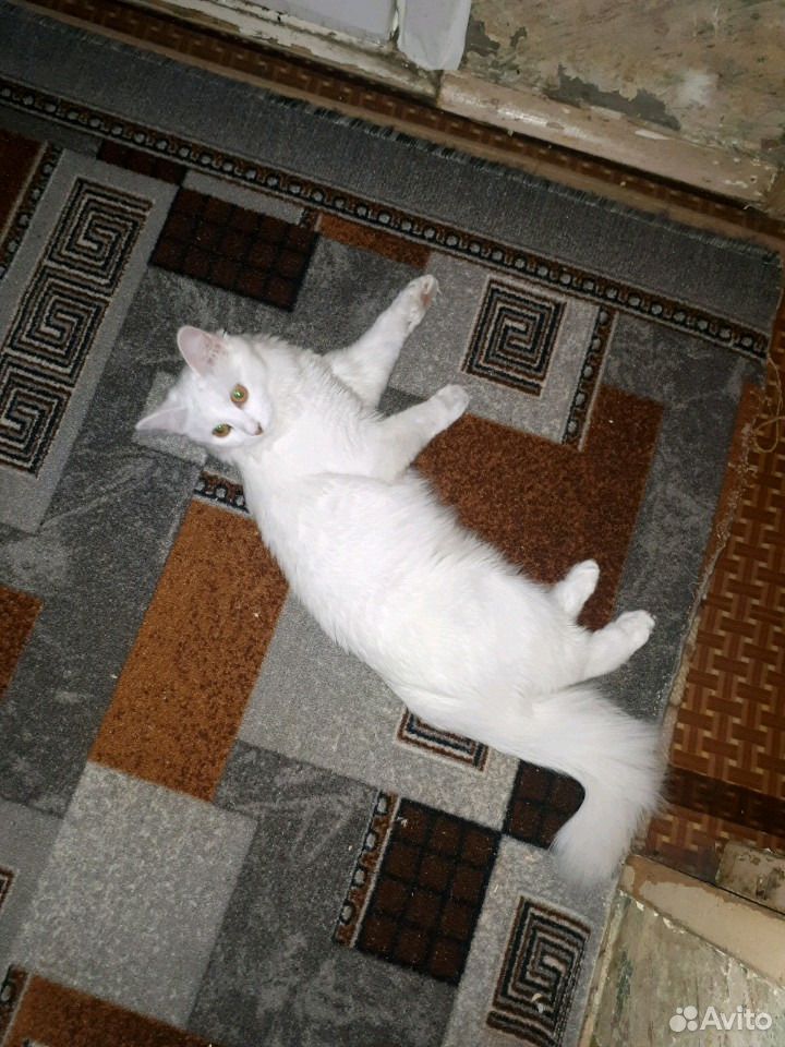 Турецкая ангора