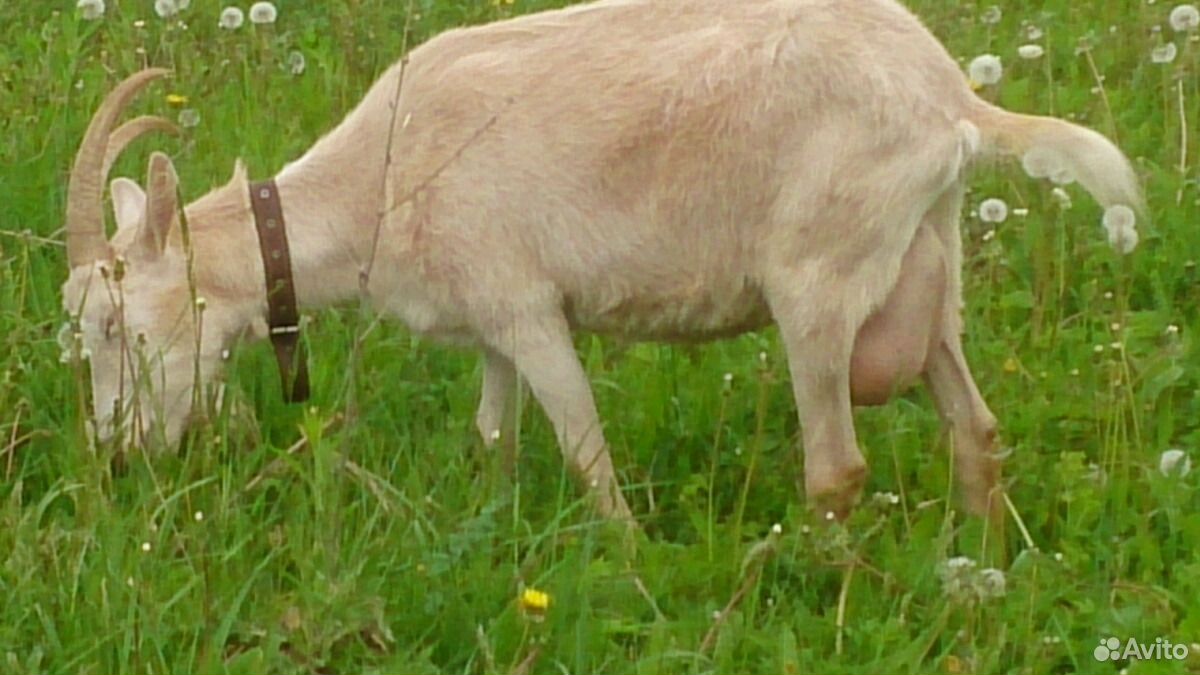 Козье молоко