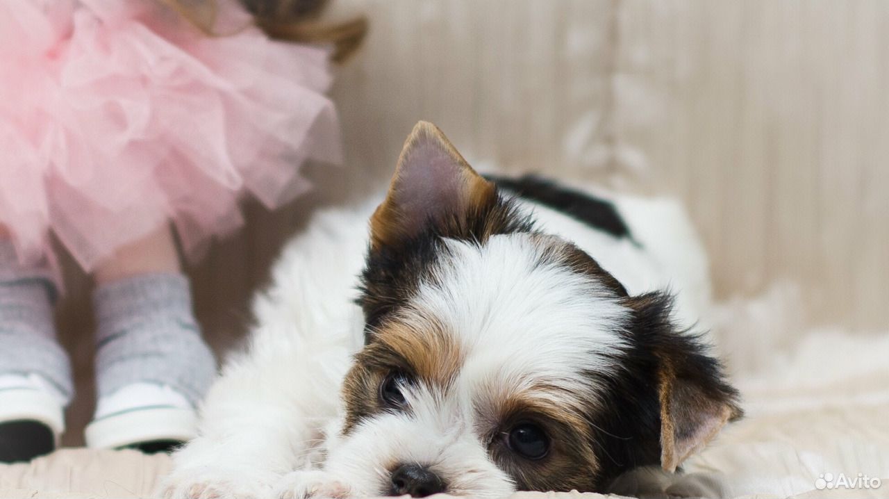 Комочки биверочки