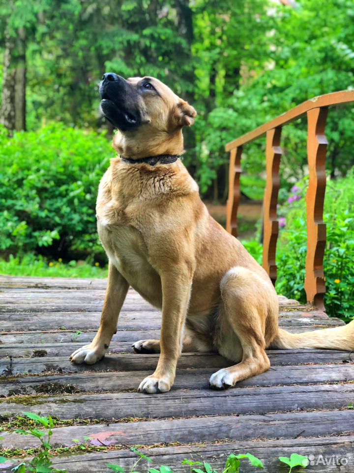 Симба. Кавказский волкодав в Дар