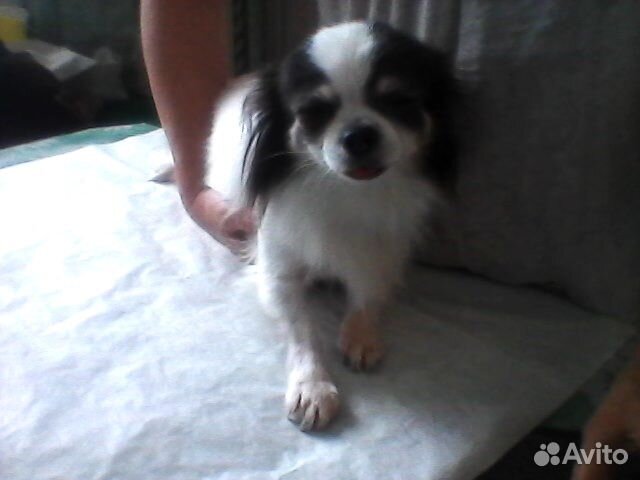 Длинношерстная чишка