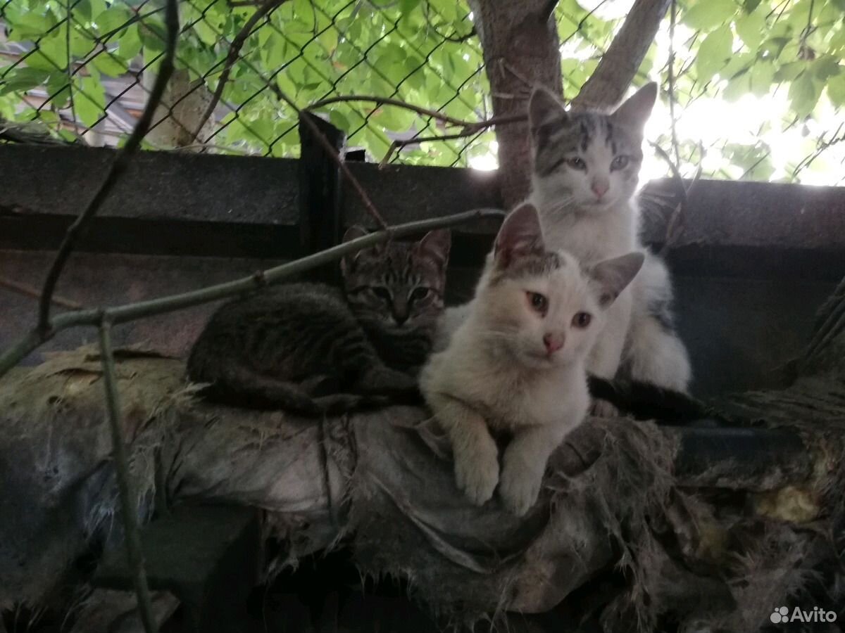 Котята в Добрые руки