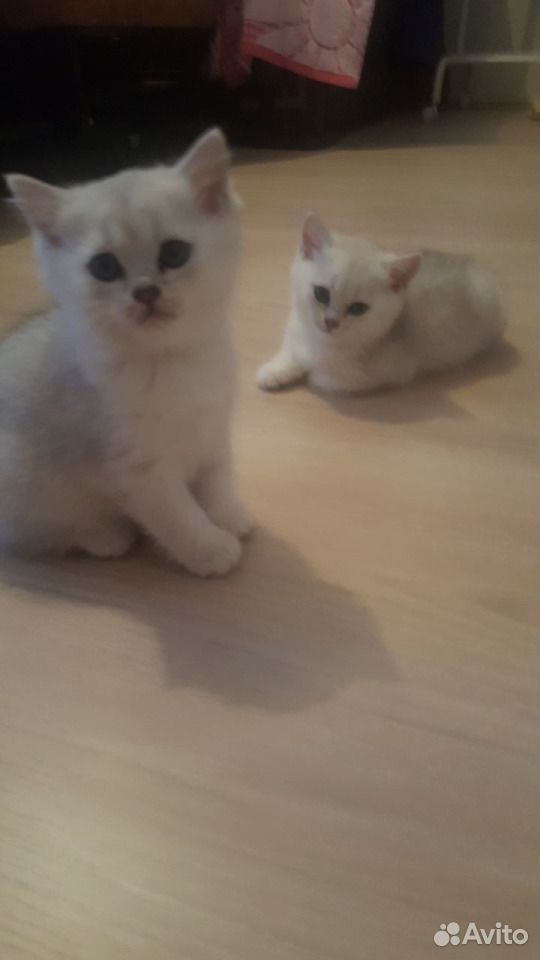 Шикарная британская леди