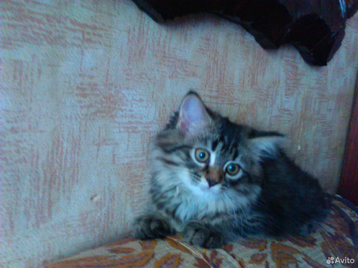 Сибирский котенок девочка табби 2мес