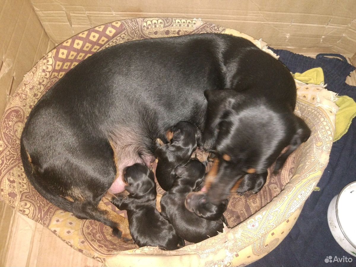 Щенки таксы