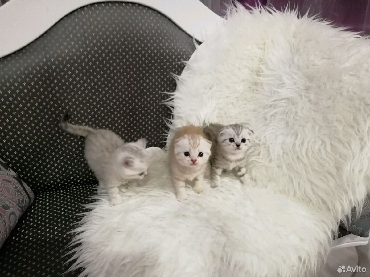 Шотландские котята