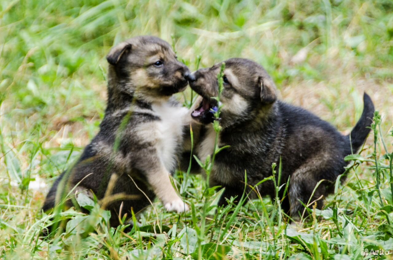Щенки метисы лайки - 2 мес.в дар
