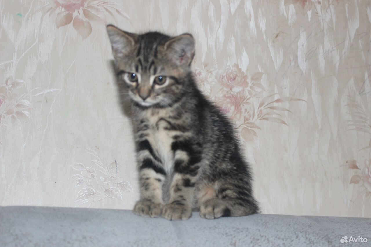 Кошечка