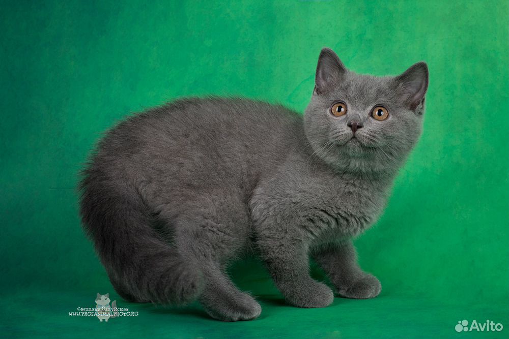 Привитая голубая британочка