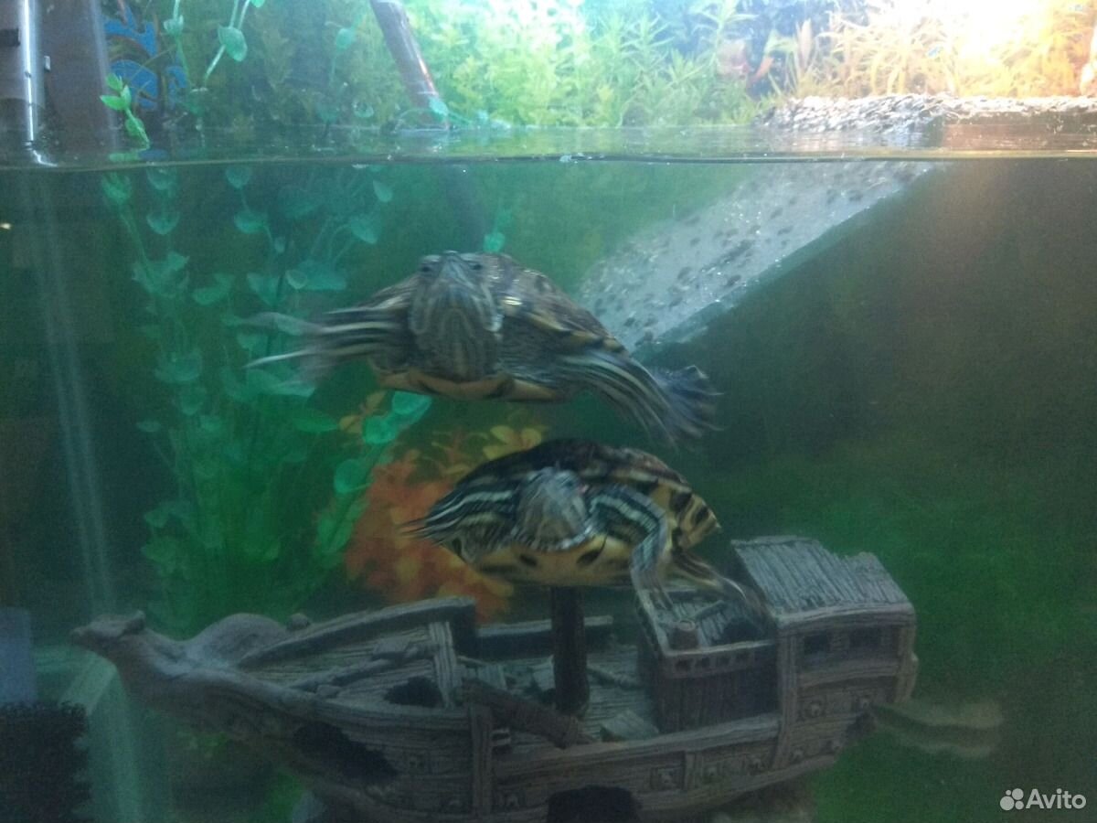 Черепахи красноухие