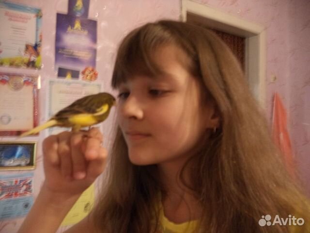 Кенара различных цветов