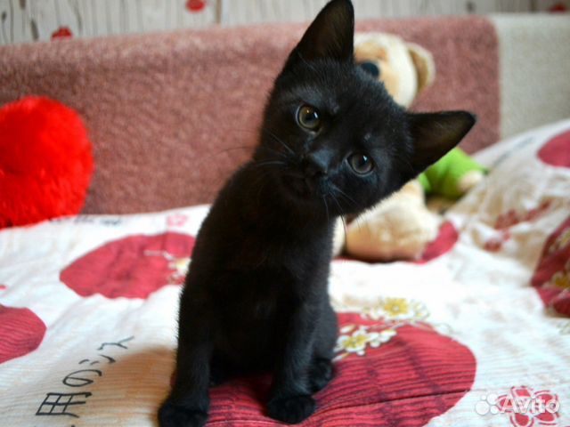 Котенок Грациозная Брюнеточка в дар в добрые руки