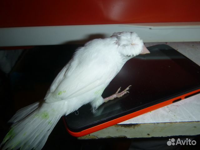 Хохлатый самец японской амадины