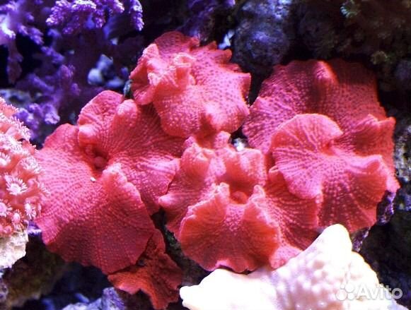 Дискоактинии красные, зеленые, парозоантусы,ксения