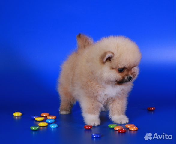 Мини детки померанский шпиц