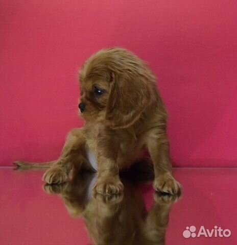 Девочка красавица. Кавалер кинг чарльз спаниель