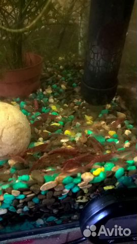 Креветки черри