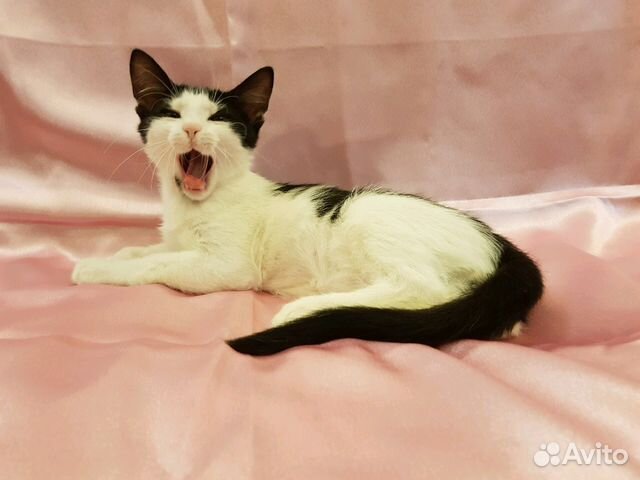 Котенок самый ласковый 6мес Фенечка кастрат