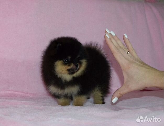 Шпиц померанский. Девочка красотка