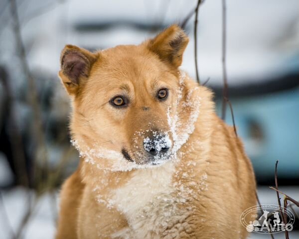 Метис лабрадора в добрые руки
