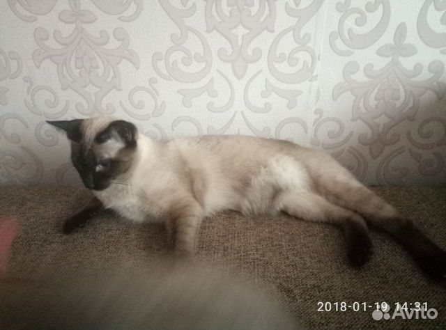 Кот приглашает на вязку