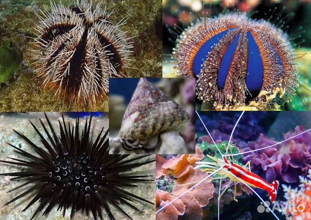 Чистильщики в морской аквариум