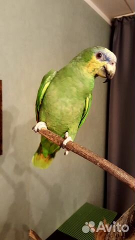 Амазон + клетка + присада