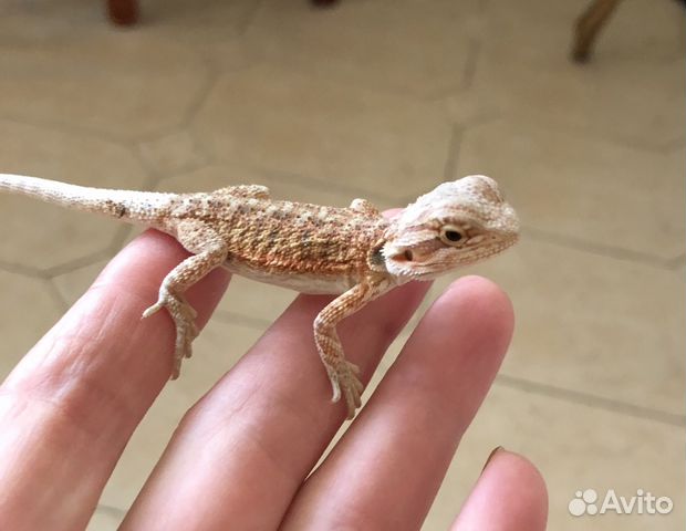 Бородатая агама ящерица