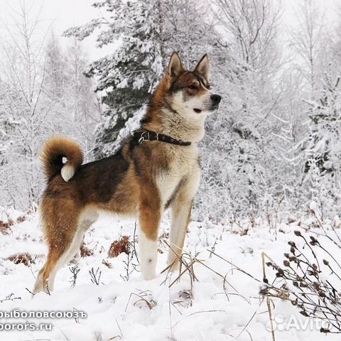 Продам щенков, западно-сибирской лайки