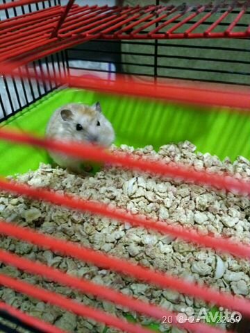 Отдадим джунгарского хомяка с клеткой