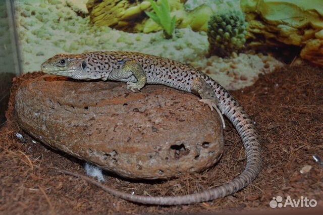 Жемчужные ящерицы и королевская змея