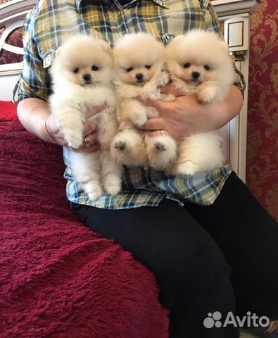 Шпиц. Плюшевые Медвежата