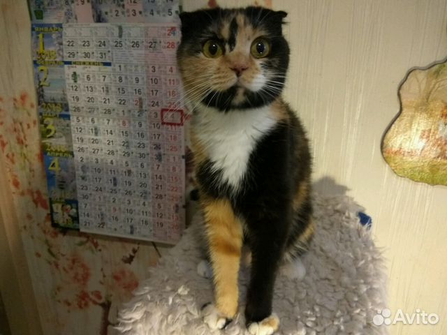 Шикарные котята