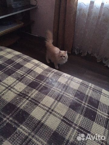 Котенок