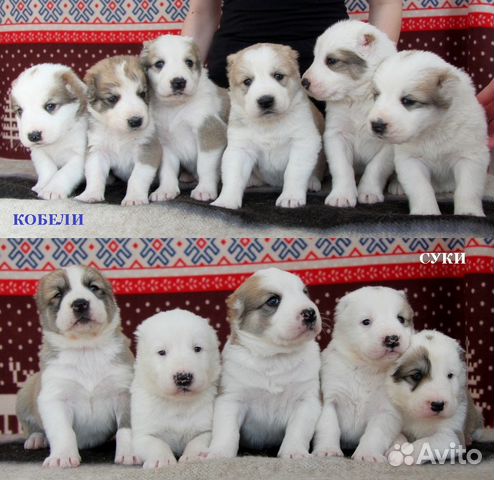 Малыши алабайчики ждут своих владельцев