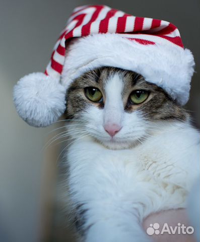 Котята подростки в добрые руки