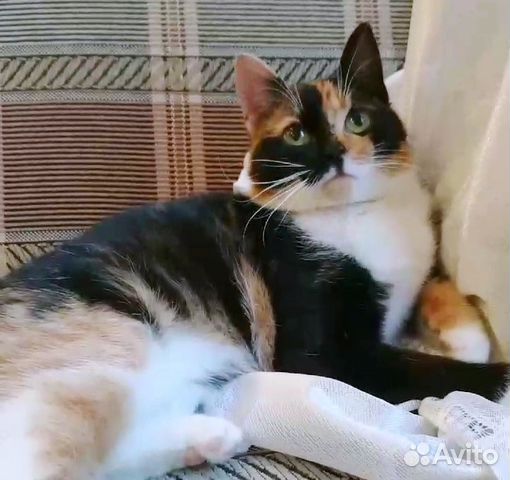 Трехцветная котенок-девочка Эля, 5 месяцев