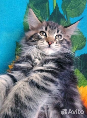 Мейн Кун котёнок