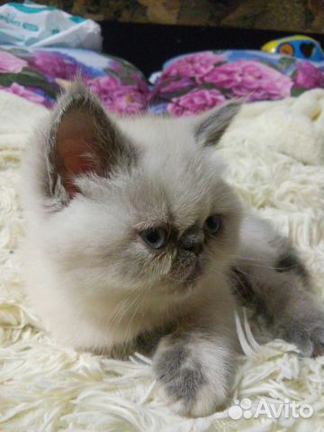 Экзотическая красотка