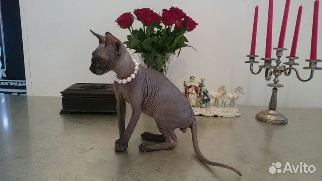 Канадский сфинкс, котик 4 месяца