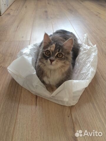 Лекарство от скуки в добрые руки (кошка котенок)