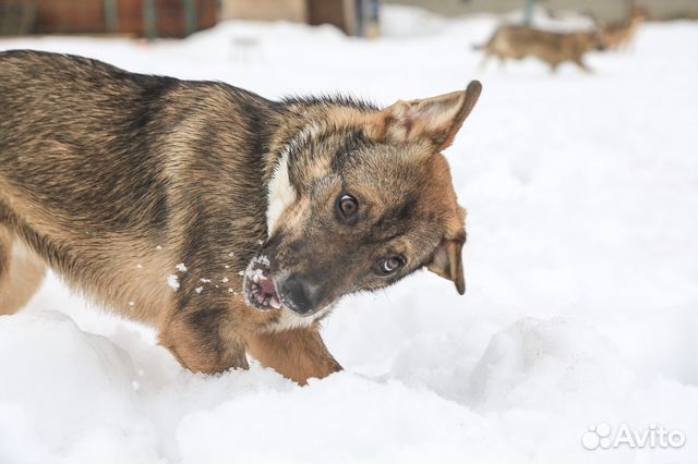 Ричард из приюта