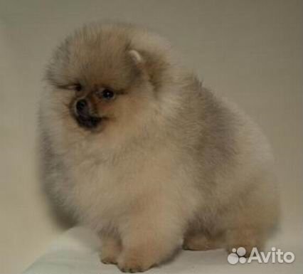 Крошечка хаврошечка