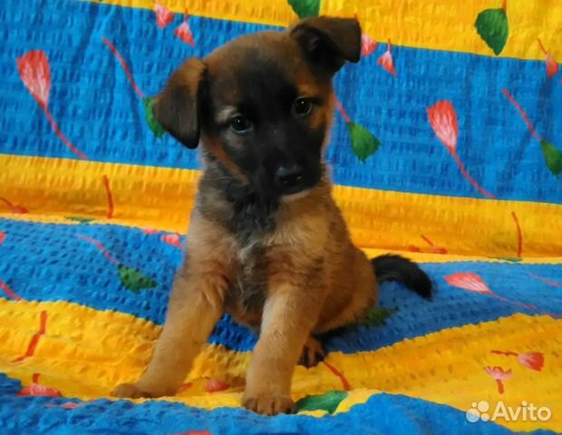 Девочка 2 мес.во двор или в дом