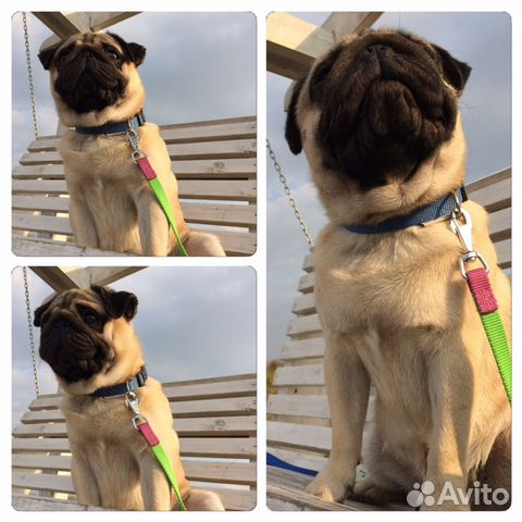 Вязка мопса. Красавец кабель Билл